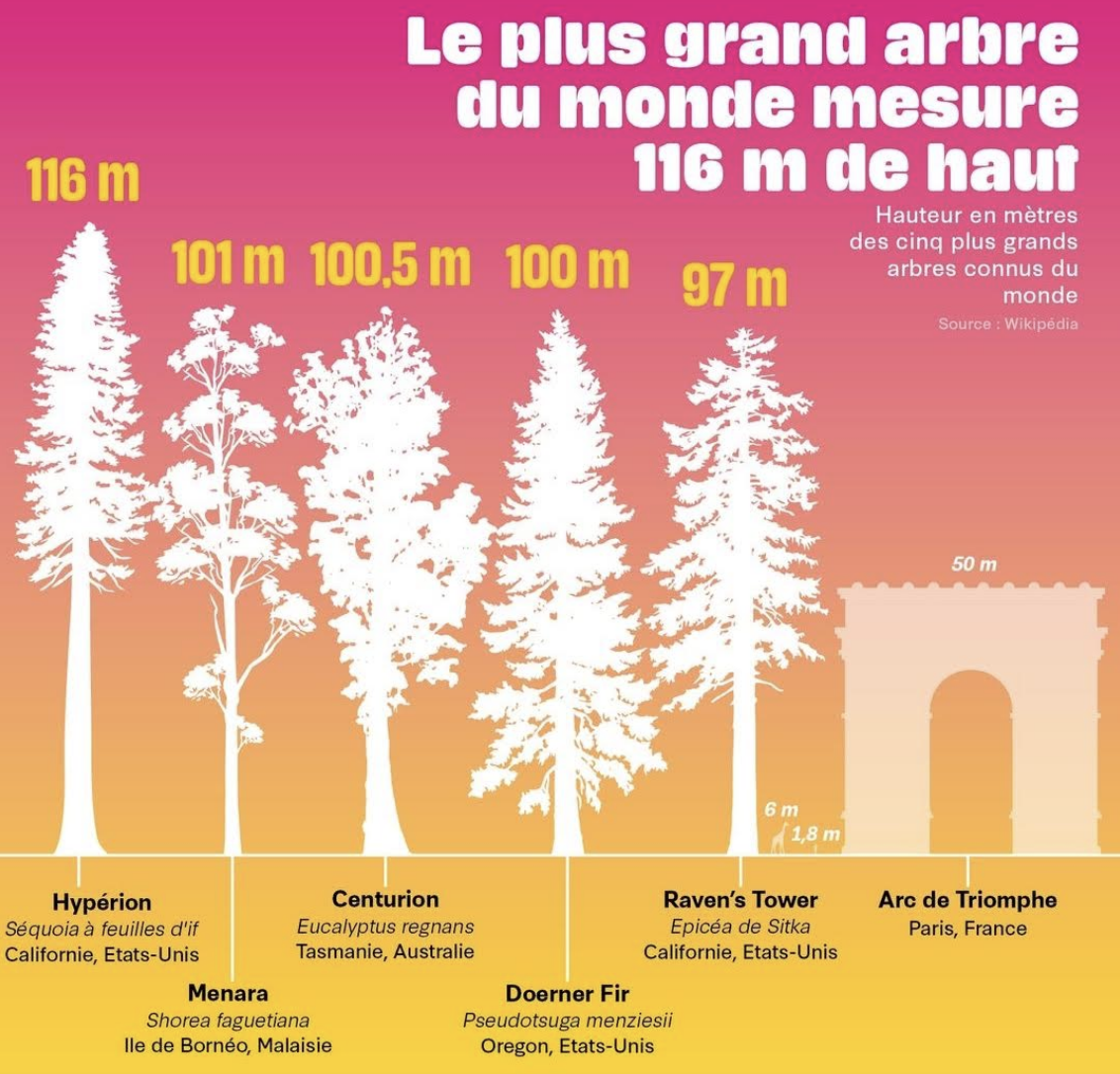 Les arbres - Médecine Intégrée