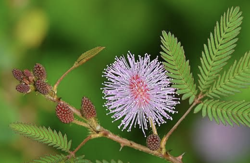 Mimosa - Médecine Intégrée