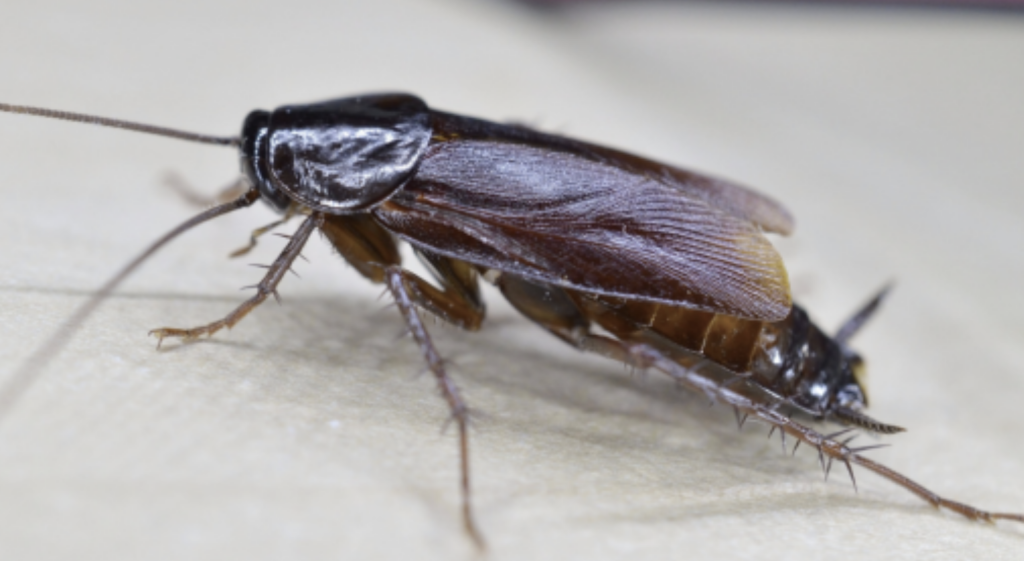 Les arthropodes (insectes ..) - Médecine Intégrée