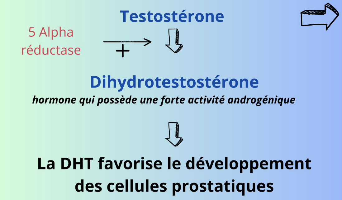 Hypertrophie prostate - Médecine Intégrée