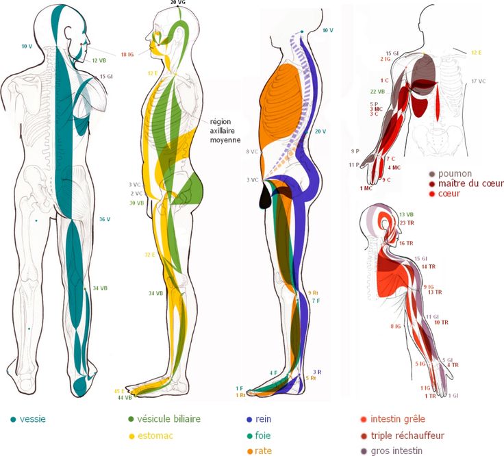 Les méridiens tendino-musculaires - Médecine Intégrée