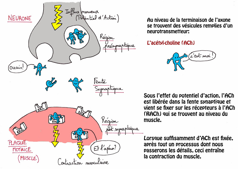 La Myasthénie - Médecine Intégrée