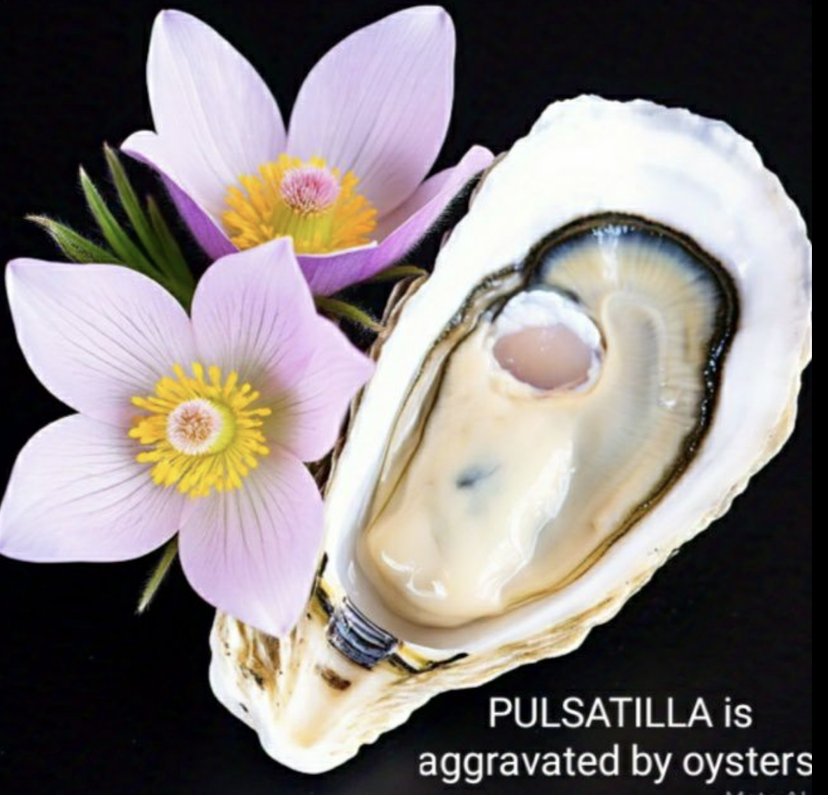Pulsatilla - Médecine Intégrée
