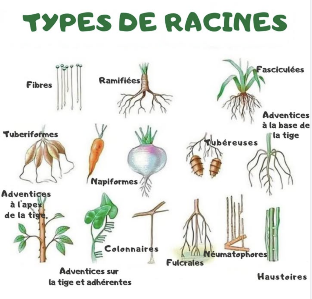 Les racines - Médecine Intégrée