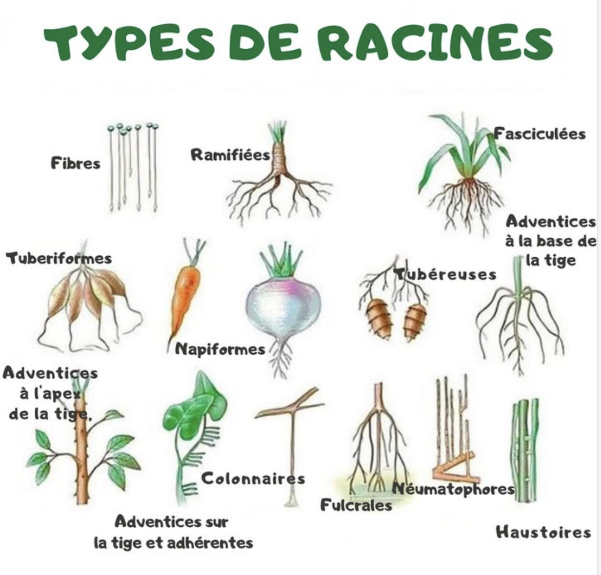 Les racines - Médecine Intégrée