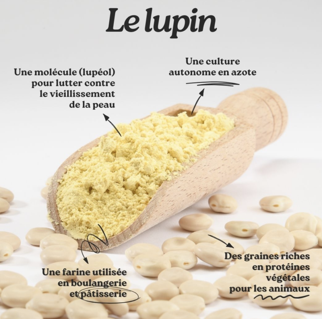 Lupinus - Médecine Intégrée