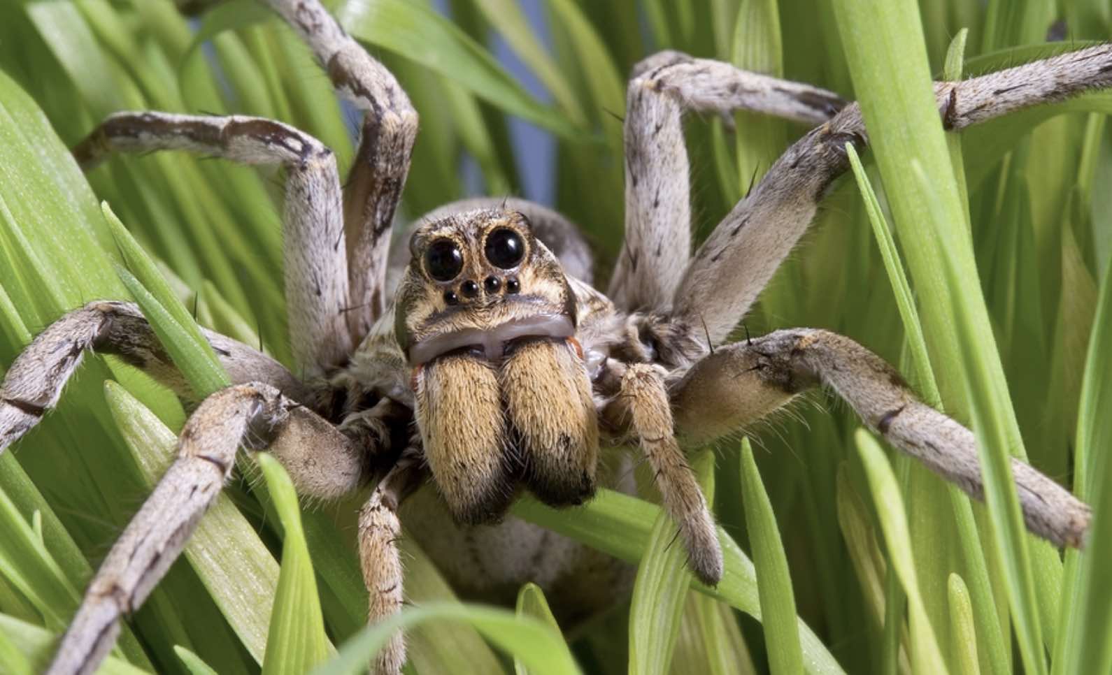 Tarentula hispanica - Médecine Intégrée